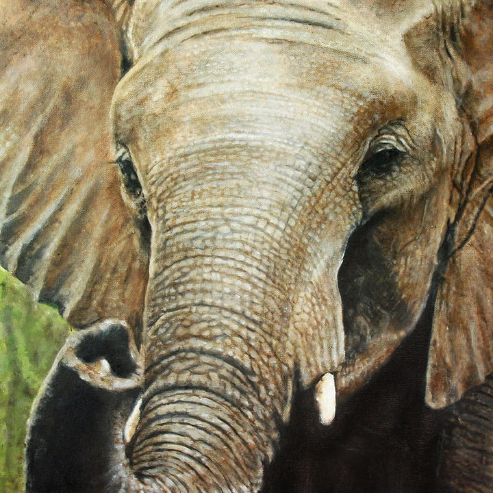 Wildlife – Dean Turner Art